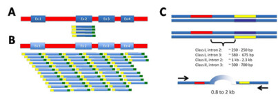 Next-Generation Sequencing For HLA Genotyping - CAP